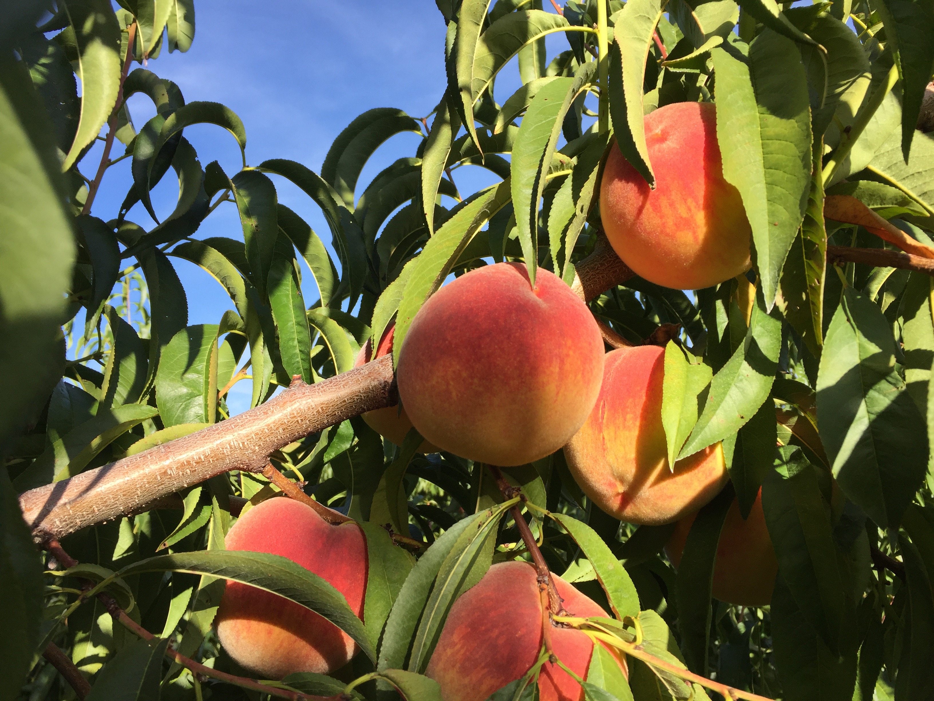 Peaches & Nectarines – Hamilton Family Orchards